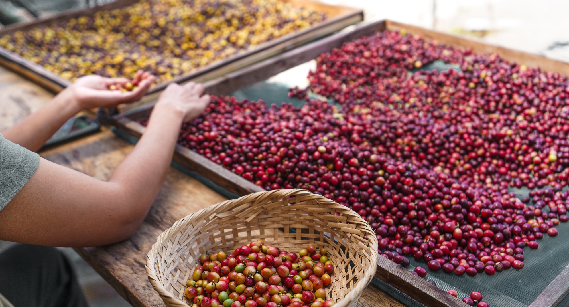 Starbucks® C.A.F.E. Practices